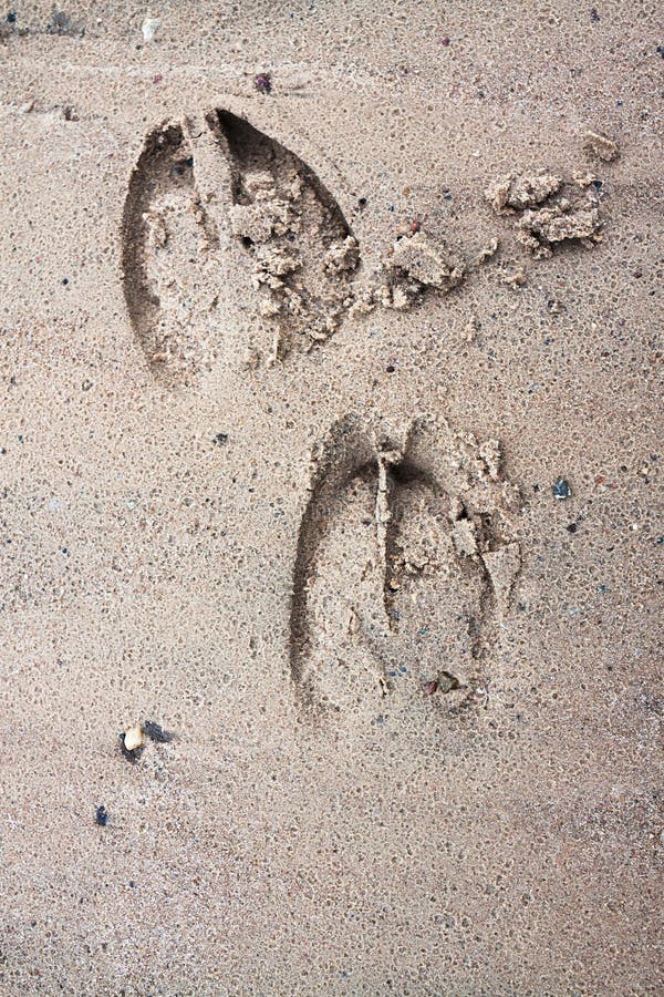 Prints of Traces of an Elk on Wet Sand Stock Photo - Image of outgoing ...