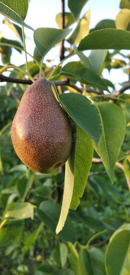 Priroda krasasuper best stock image. Image of priroda - 286474399