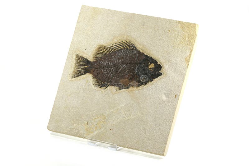 Priscacara fish fossil stock image. Image of artifact - 98218467