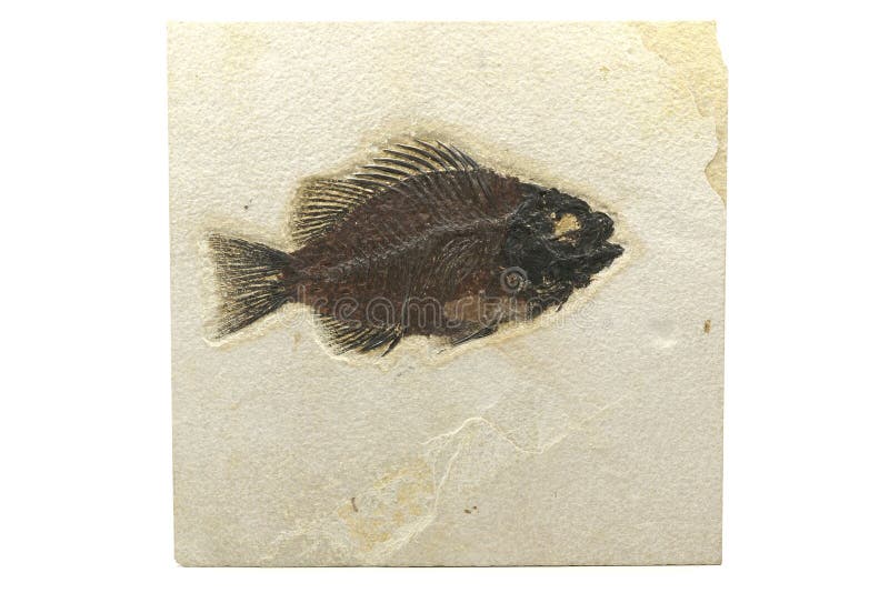 Priscacara Fossil Fish for Sale. Priscacara is an Extinct Genus Stock ...