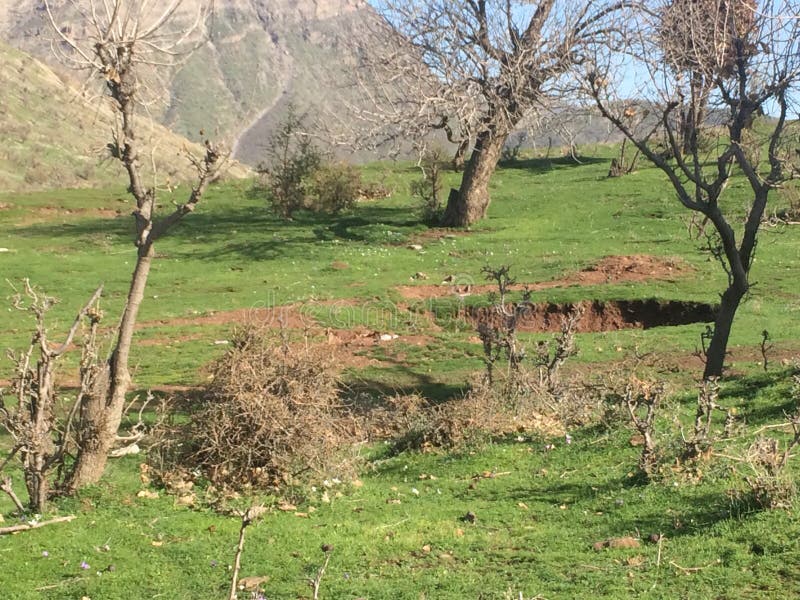 Prise Des Photos De La Nature Verte Photo stock - Image du herbe, prise ...