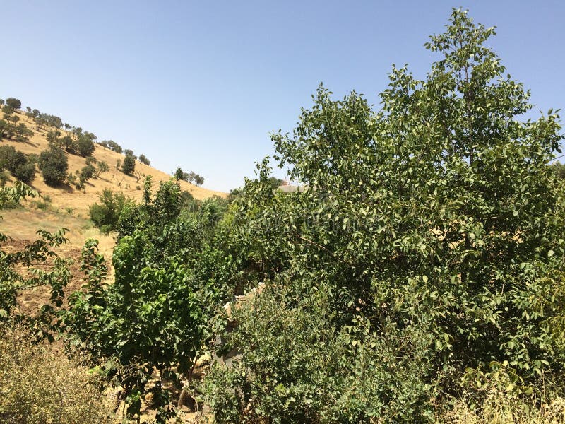 Prise Des Photos De La Nature Verte Photo stock - Image du vert ...