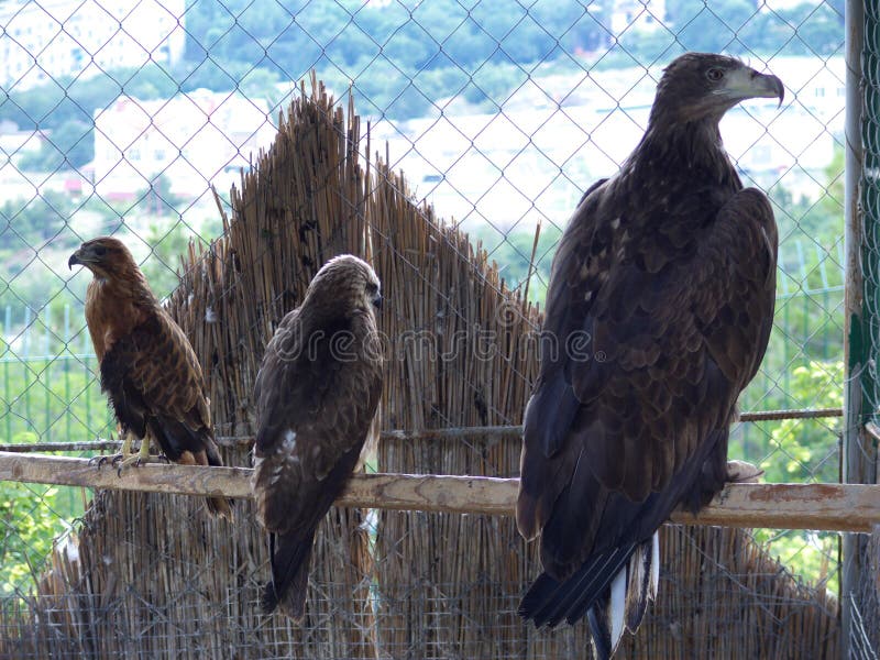 Prison stock image. Image of feather, hunter, brown, back - 5913469