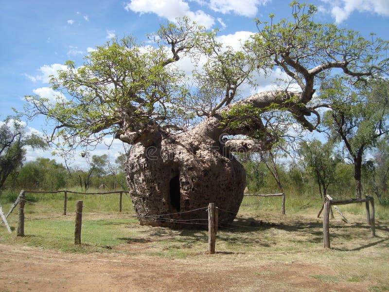 Boab Derby Prison Tree Stock Photos - Free & Royalty-Free Stock Photos ...