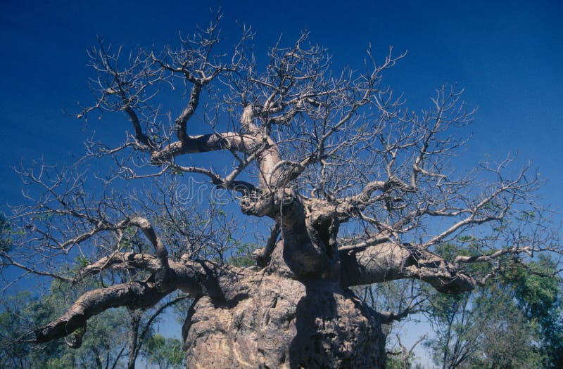 Prison Tree Near Derby, Western Australia Stock Photo - Image of boabob ...