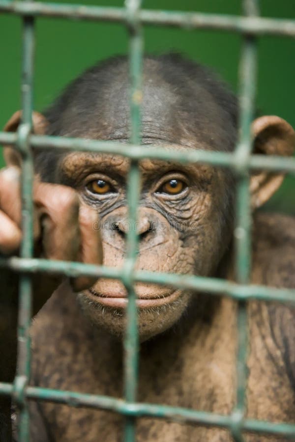 606 Monkey Foot Stock Photos - Free & Royalty-Free Stock Photos from ...