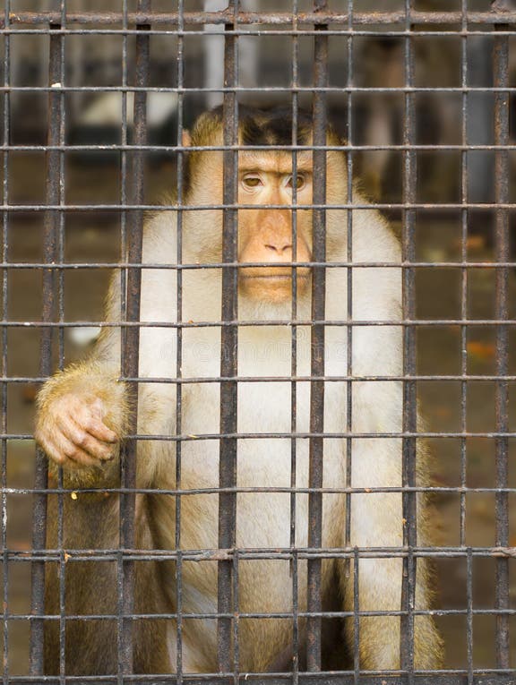 Prisoner stock image. Image of trapped, monkey, prison - 3503759