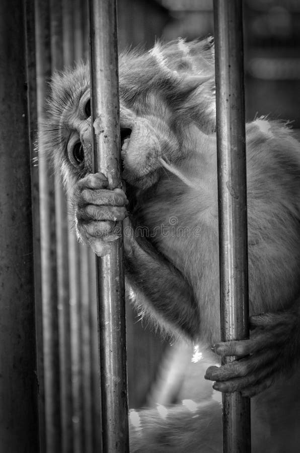 Prisoner stock photo. Image of prisoner, young, nature - 131826534