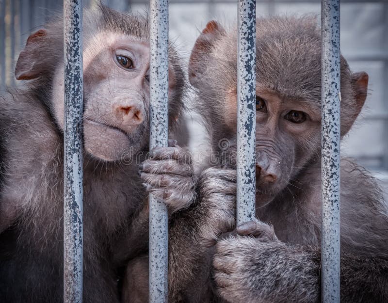 Monkey the prisoner stock image. Image of monkey, wildlife - 24375481