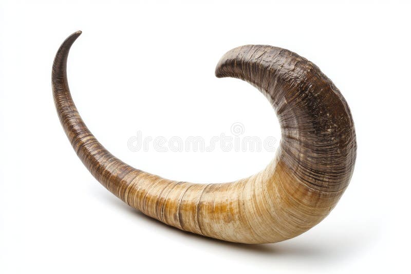In a Pristine Backdrop, an Attractive Bull Horn Stands Out with Its ...
