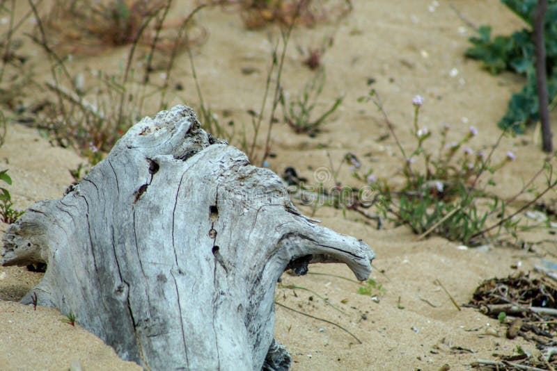 Pristine Beach and an Old Stump Smoothed by the Waves Stock Photo ...