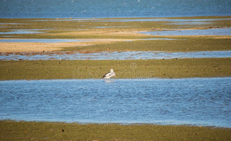 Pristine Beach at Wellington Point, Brisbane Stock Image - Image of ...