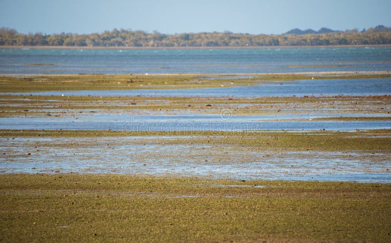 Pristine Beach at Wellington Point, Brisbane Stock Photo - Image of ...