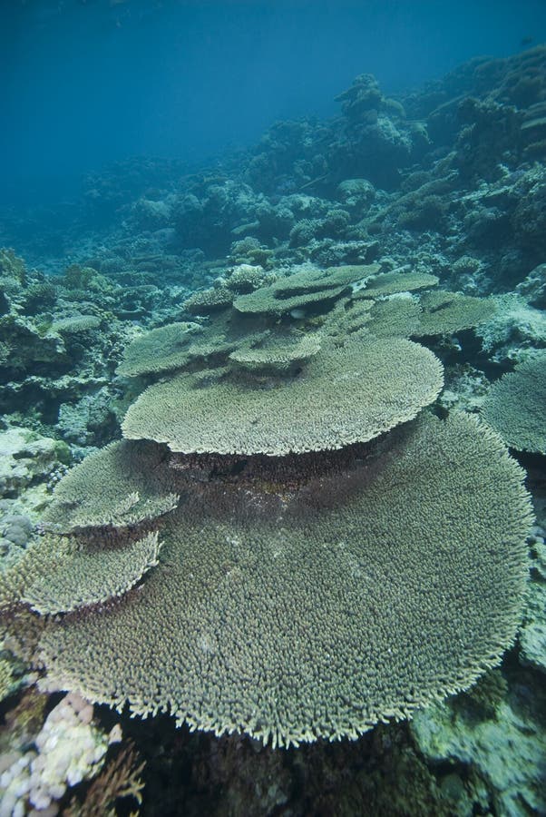 Pristine Hard Coral Formation on a Tropical Reef. Stock Photo - Image ...