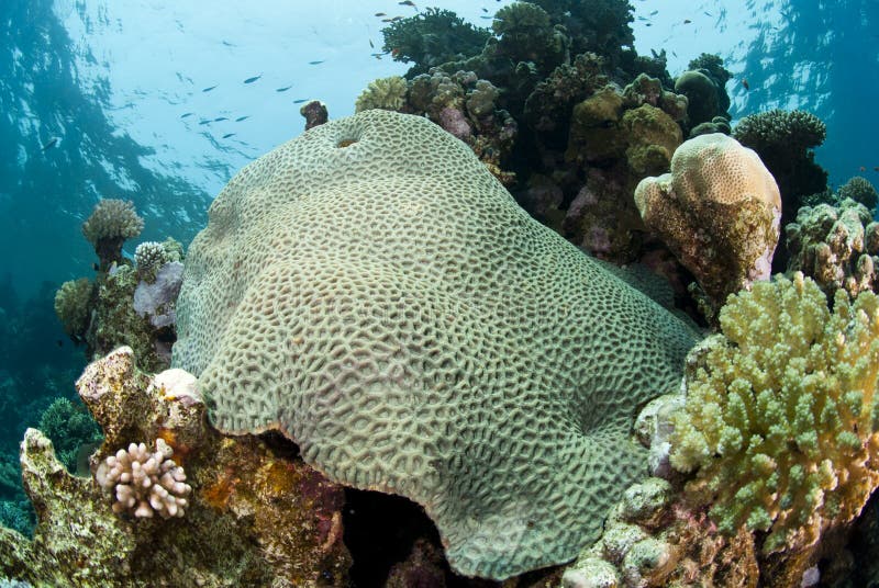 Pristine Hard Coral Formation on a Tropical Reef. Stock Photo - Image ...