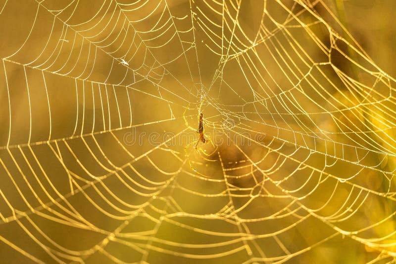 Pristine Spider Web, Illuminated by the Morning Sun, and a Spider ...