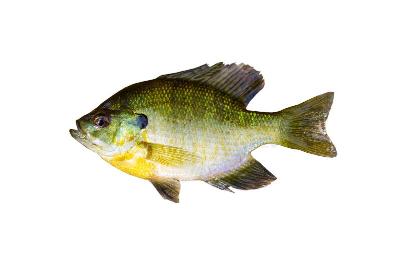 Pristine Sunfish on White stock image. Image of healthy - 33133369