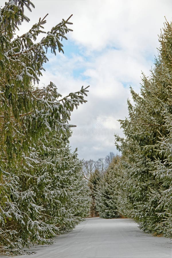 Untrodden Trail between Two Rows of Evergreens Covered in Winter White ...