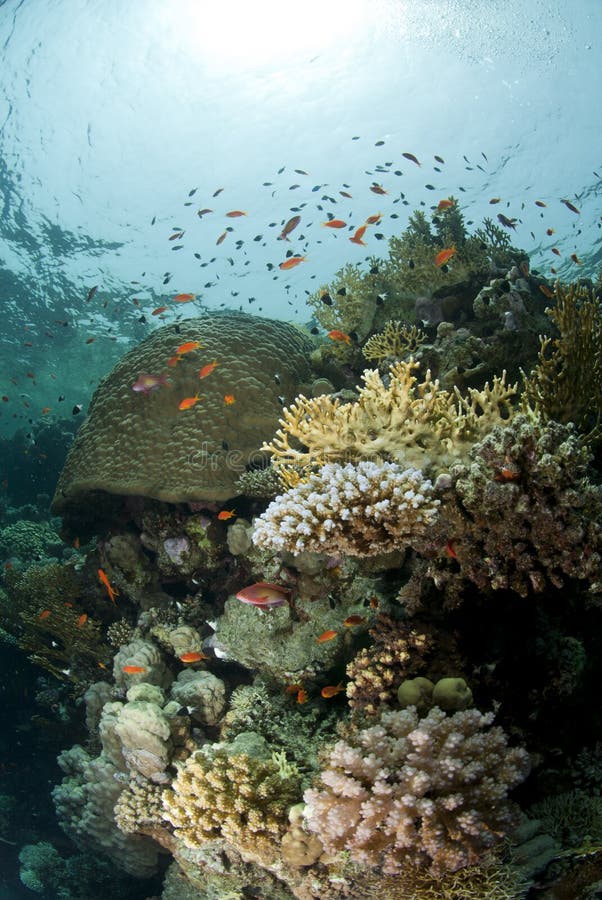 Pristine Tropical Coral Reef in Shallow Water. Stock Photo - Image of ...