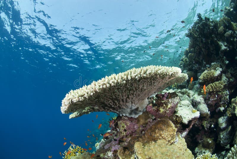 Pristine Tropical Table Coral Formation. Stock Image - Image of scenic ...