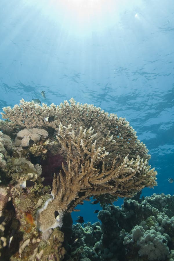 A Pristine Tropical Table Coral Reef. Stock Photo - Image of colourful ...