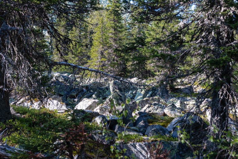 Pristine, Untouched Forest in the Highlands Stock Image - Image of ...