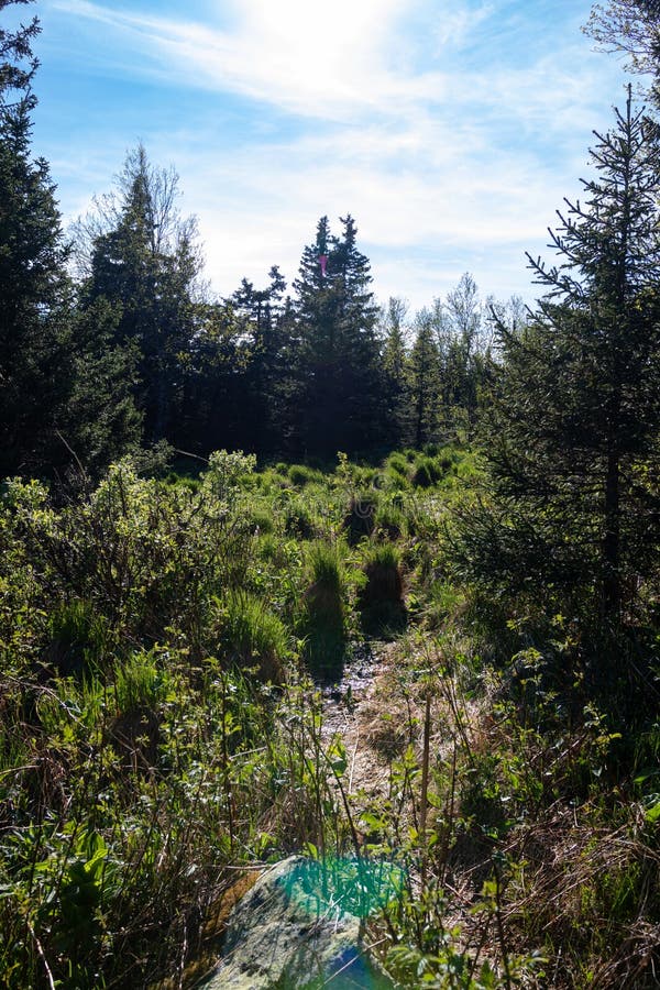 Pristine, Untouched Forest in the Highlands Stock Image - Image of hike ...