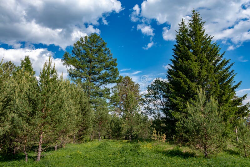 Pristine, Untouched Forest in the Highlands Stock Photo - Image of ...