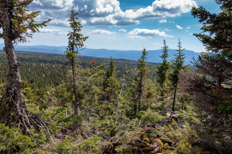 Pristine, Untouched Forest in the Highlands Stock Photo - Image of hike ...