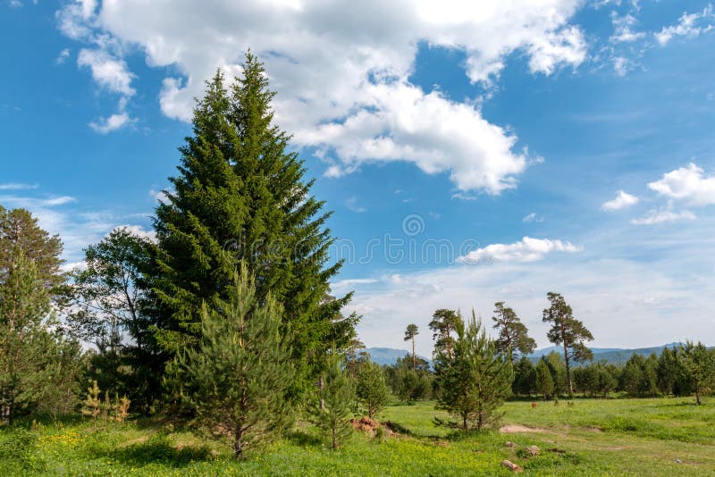 Pristine, Untouched Forest in the Highlands Stock Image - Image of ...