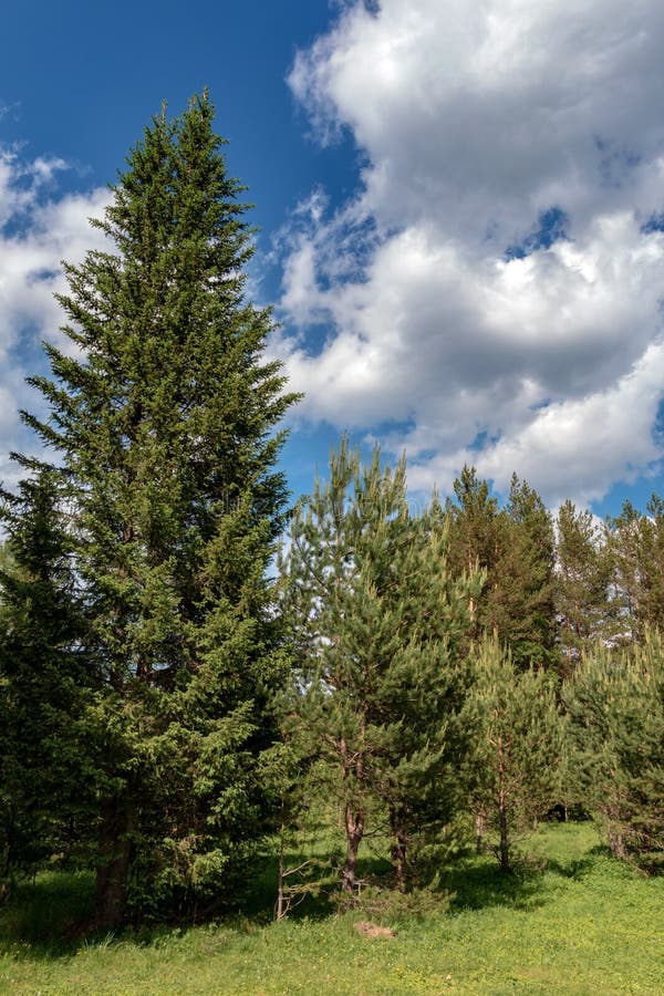 Pristine, Untouched Forest in the Highlands Stock Image - Image of walk ...