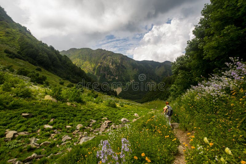 Pristine, Untouched Forest in the Highlands, Green Hills. Stock Image ...