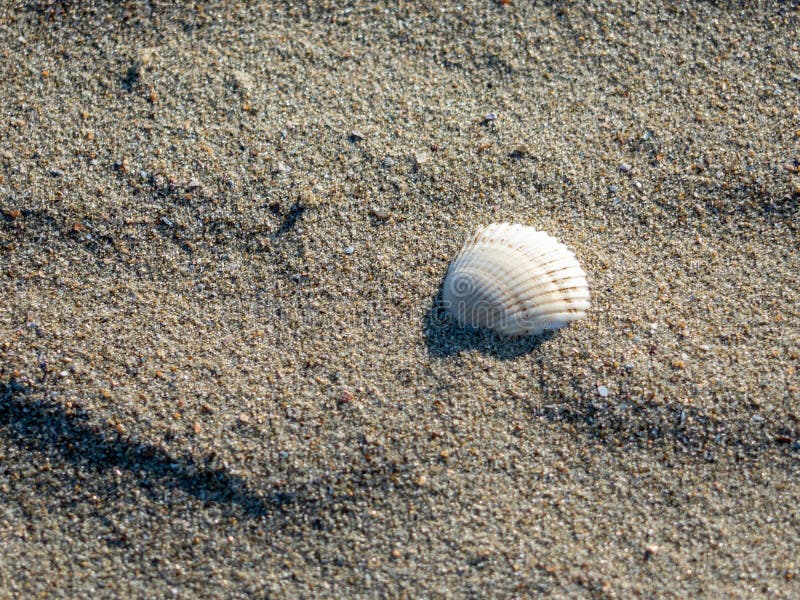 Pristine White Seashell Lying in the Sand at the Beach Shoreline Stock ...