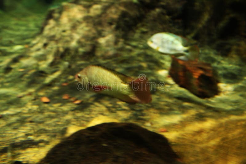 Pristolepis Rubripinnis Small Fish in the Pond Close-up Stock Image ...