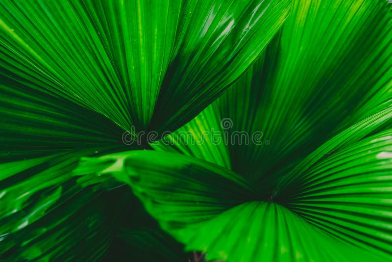 Pritchardia pacifica stock photo. Image of light, fresh - 170196170