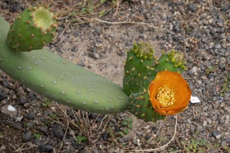 Pritty Orange Flower and Figs of a Pricky Pear Stock Photo - Image of ...