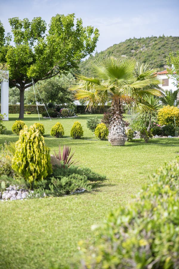 Private Garden with Flowers, Plants and a Small Palm Tree Stock Image ...