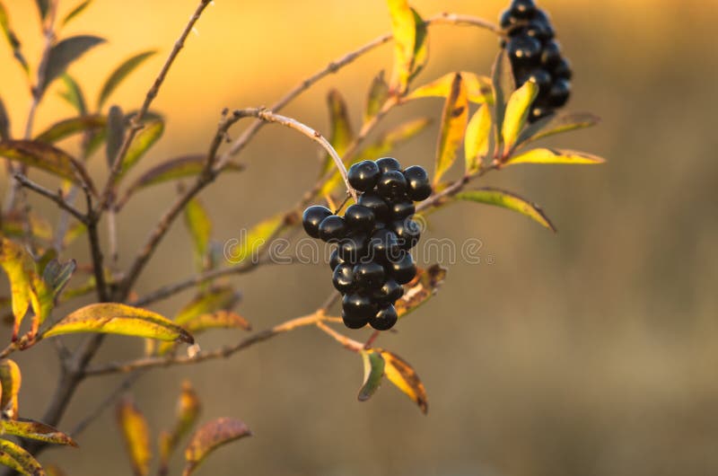 Privet berry stock image. Image of foliage, juicy, privet - 46620813