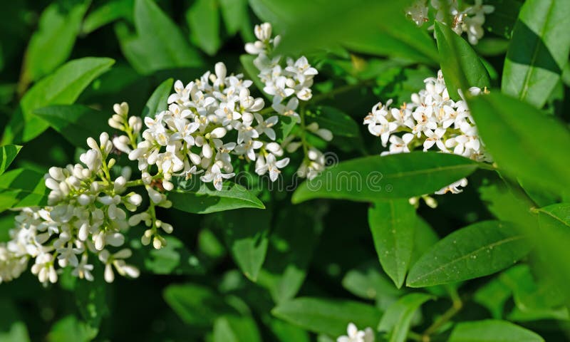 Privet in Bloom,Ligustrum,in Early Summer Stock Image - Image of ...
