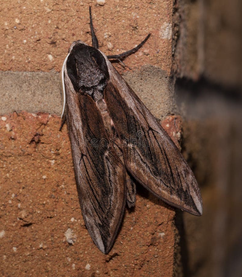 Night Hawk Moth (Sphinx Ligustri) Stock Photo - Image of wildlife ...