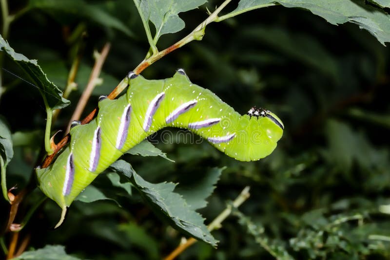 Monarch Butterfly Chrysalis Stock Photo - Image of hanging ...