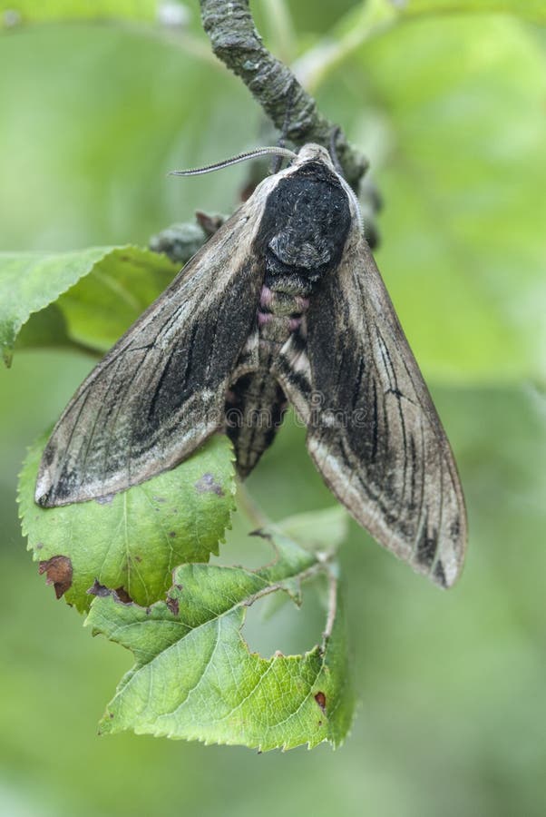 Privet hawk moth, espoo stock photo. Image of pattern - 58857058