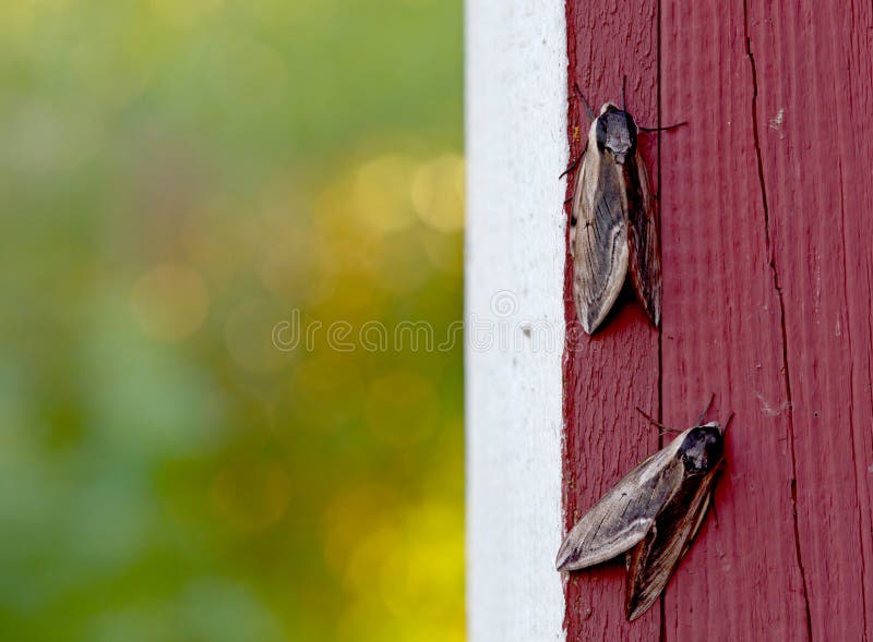 Privet Hawk-moth - Sphinx Ligustri, Resting on Wall Stock Image - Image ...