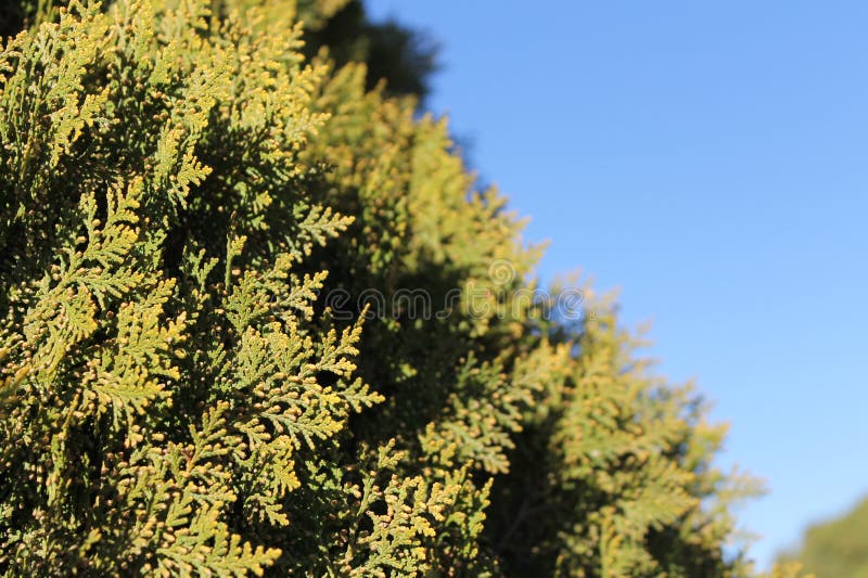 Hedge in closeup stock photo. Image of natural, ecology - 78939134