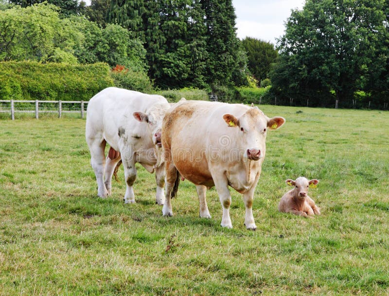 Prize Bull in a Field with Cow and Calf Stock Image - Image of calf ...