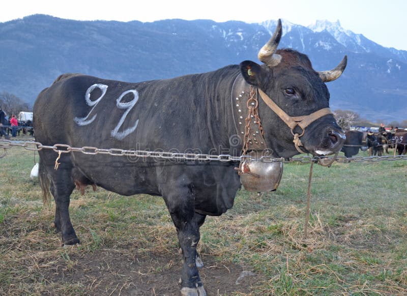 A Prize Dairy Cow stock photo. Image of bloodline, ranch - 25893940
