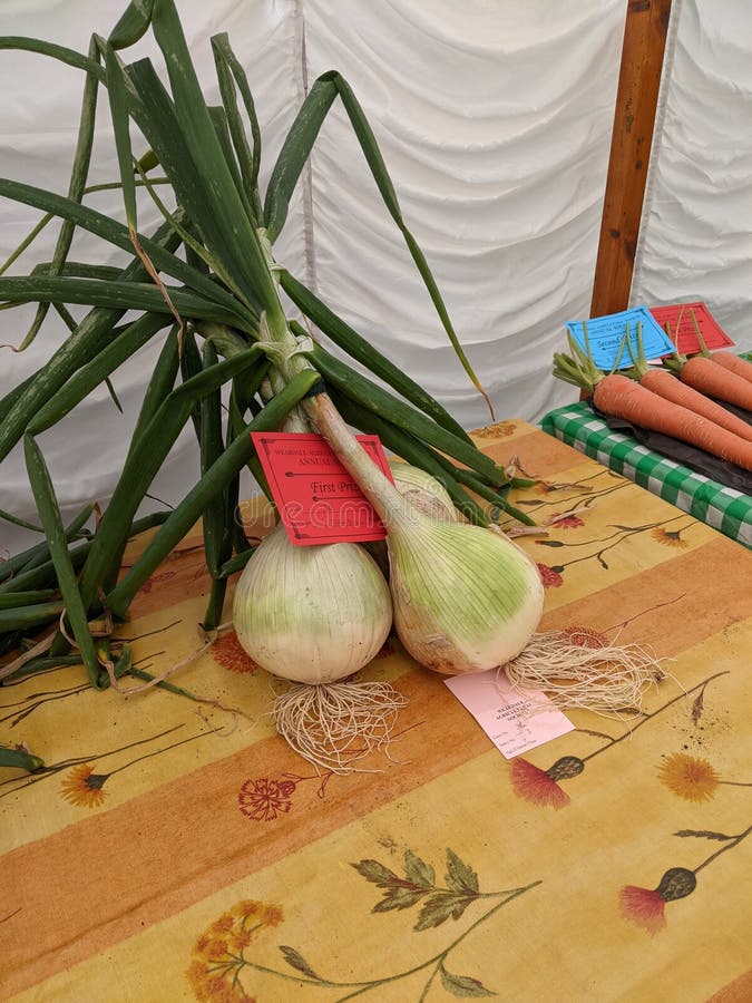 Prize Onions at Weardale Show County Durham Editorial Photo - Image of ...