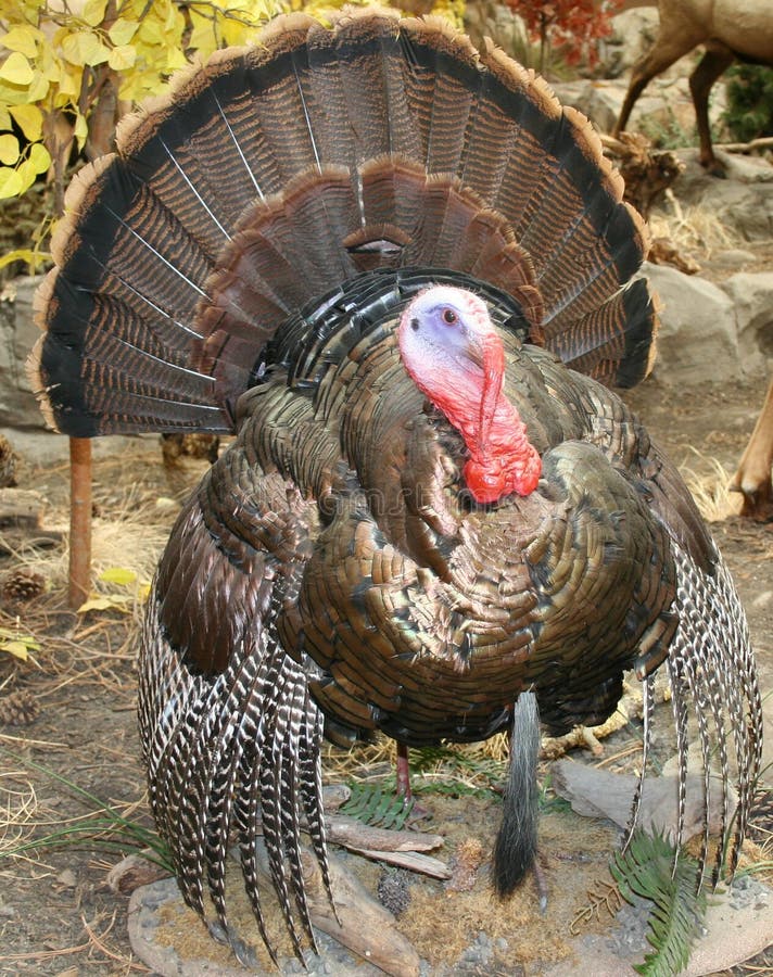 Prize Turkey stock photo. Image of thanksgiving, birds - 5483626