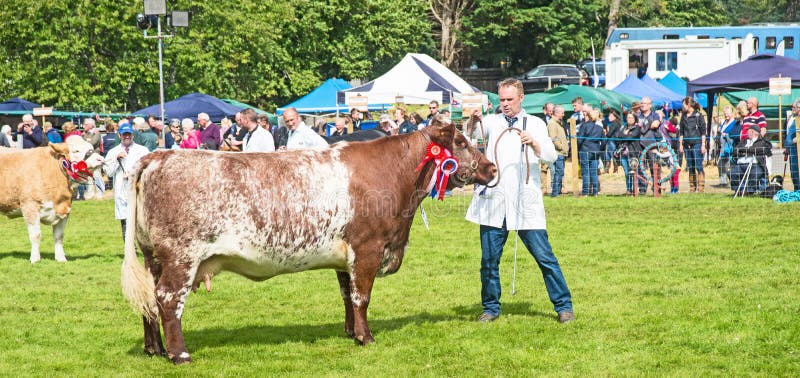 Prize Winning Cow Stock Photos - Free & Royalty-Free Stock Photos from ...