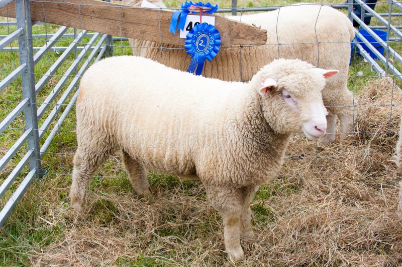 Prize Winning Sheep at Agricultural Show Stock Photo - Image of fence ...